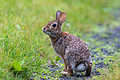 Things You’ll See in Hot Springs National Park: Wildlife Guide - A-Z ...