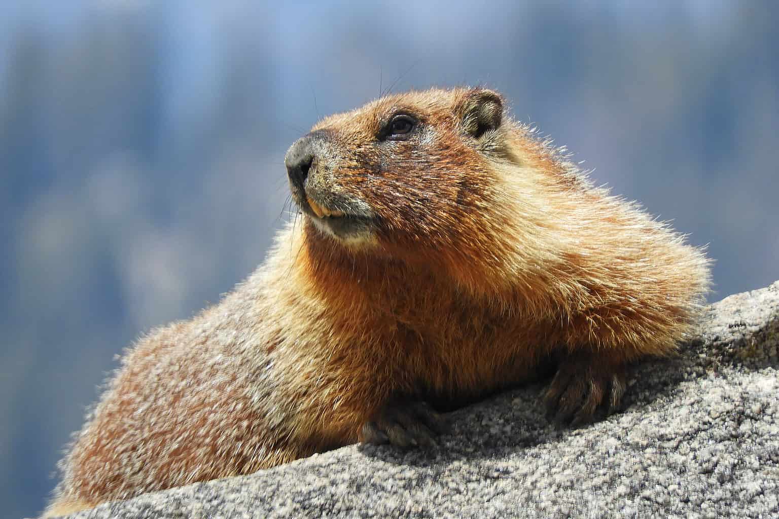 Discover 11 Plants and Animals Atop Washington State's Tallest Mountain ...