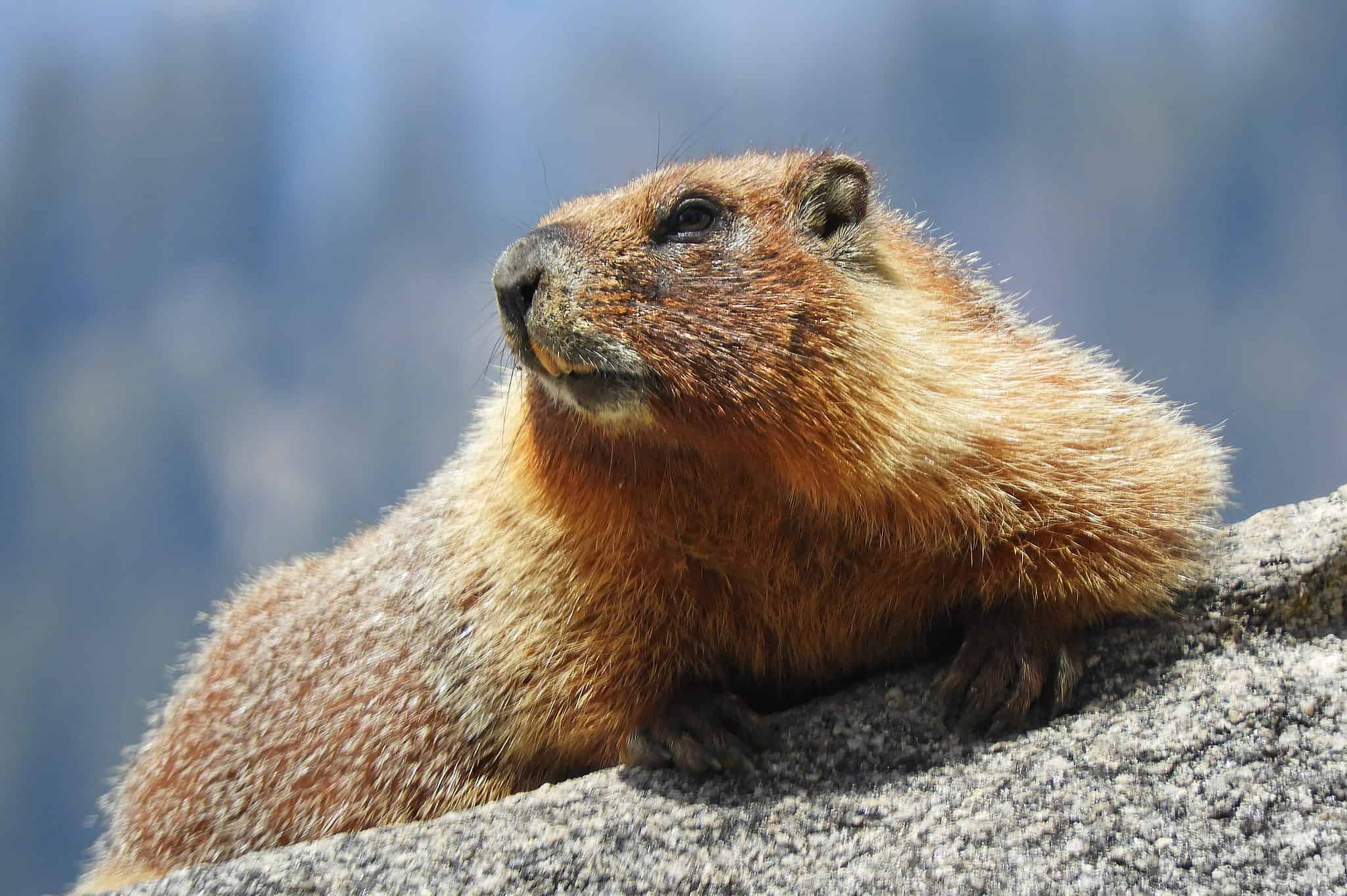 Discover 5 Animals Atop Utah's Tallest Mountain - A-Z Animals
