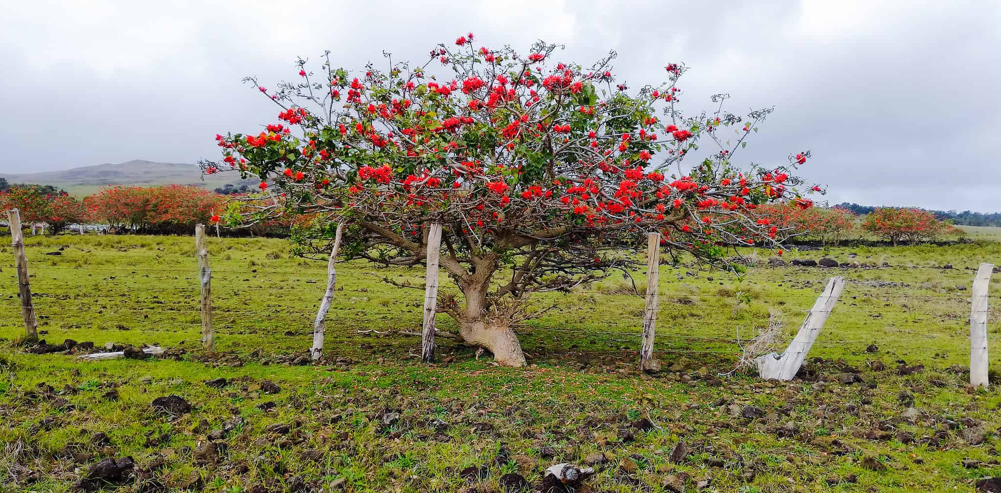 Discover The National Flower of Uruguay: Ceibo Erythrina - A-Z Animals