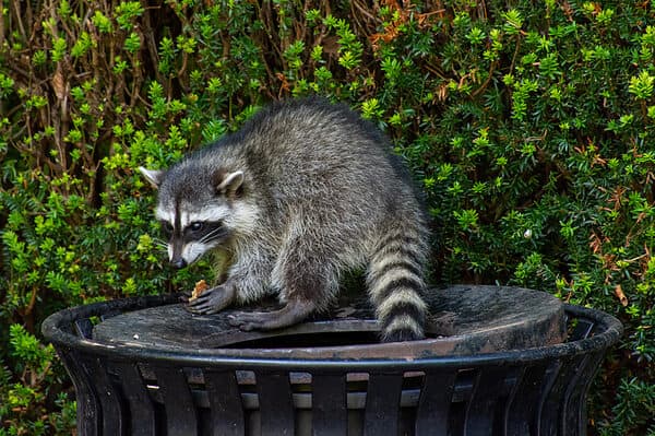 10 Sounds Raccoons Make and What Each Means - A-Z Animals