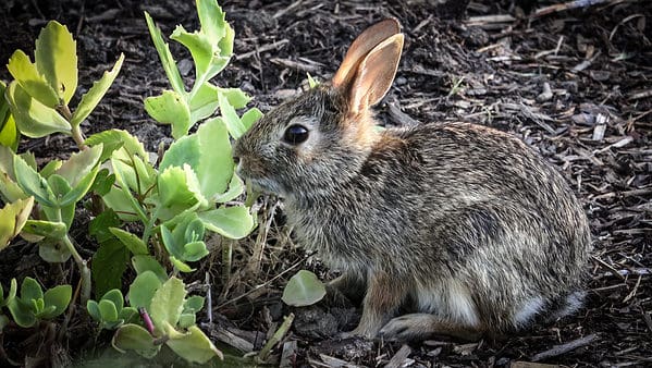 Eastern Cottontail Animal Facts - Sylvilagus floridanus - A-Z Animals
