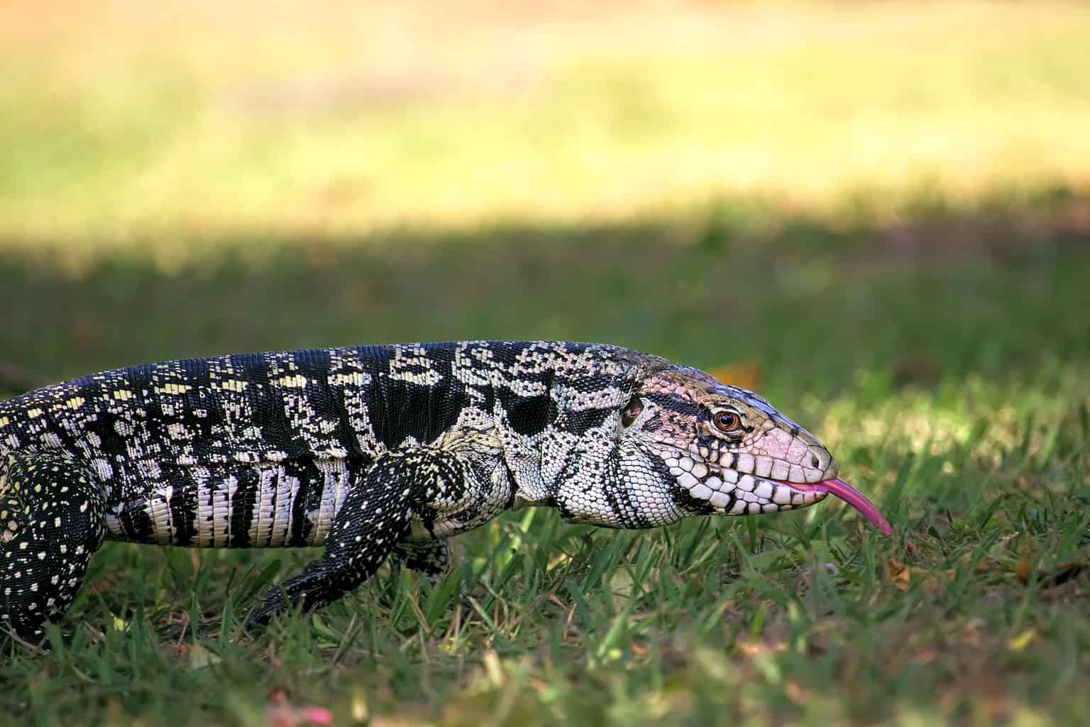 Argentine Black and White Tegu Animal Facts - Salvator merianae - A-Z ...