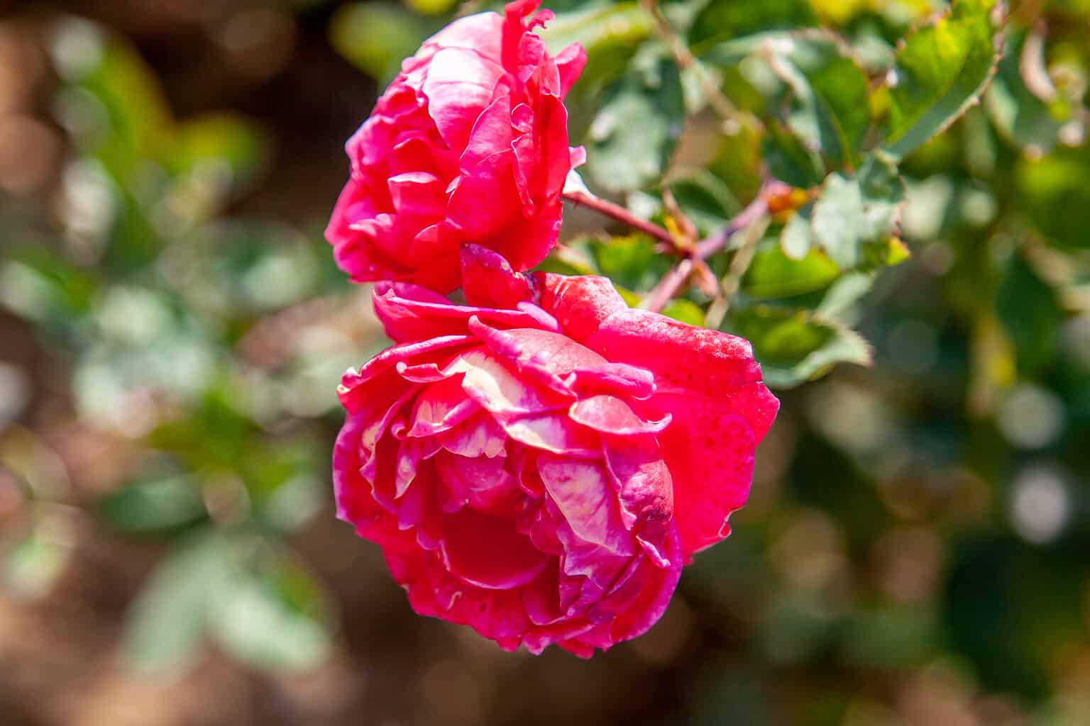 Six Roses That Are Made For Montana - A-Z Animals