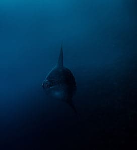 Incredible 6,049lb Bony Sunfish Discovered Near the Azores - A-Z Animals