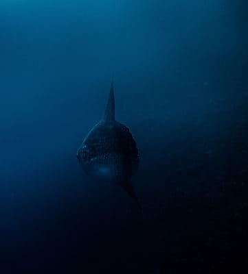 Incredible 6,049lb Bony Sunfish Discovered Near the Azores - A-Z Animals