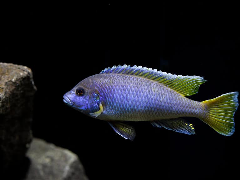 Cichlid Fish Facts - Herotilapia multispinosa - A-Z Animals