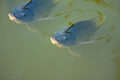 Nile Perch Animal Facts - Lates niloticus - A-Z Animals