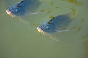 Nile Perch Animal Facts - Lates niloticus - A-Z Animals