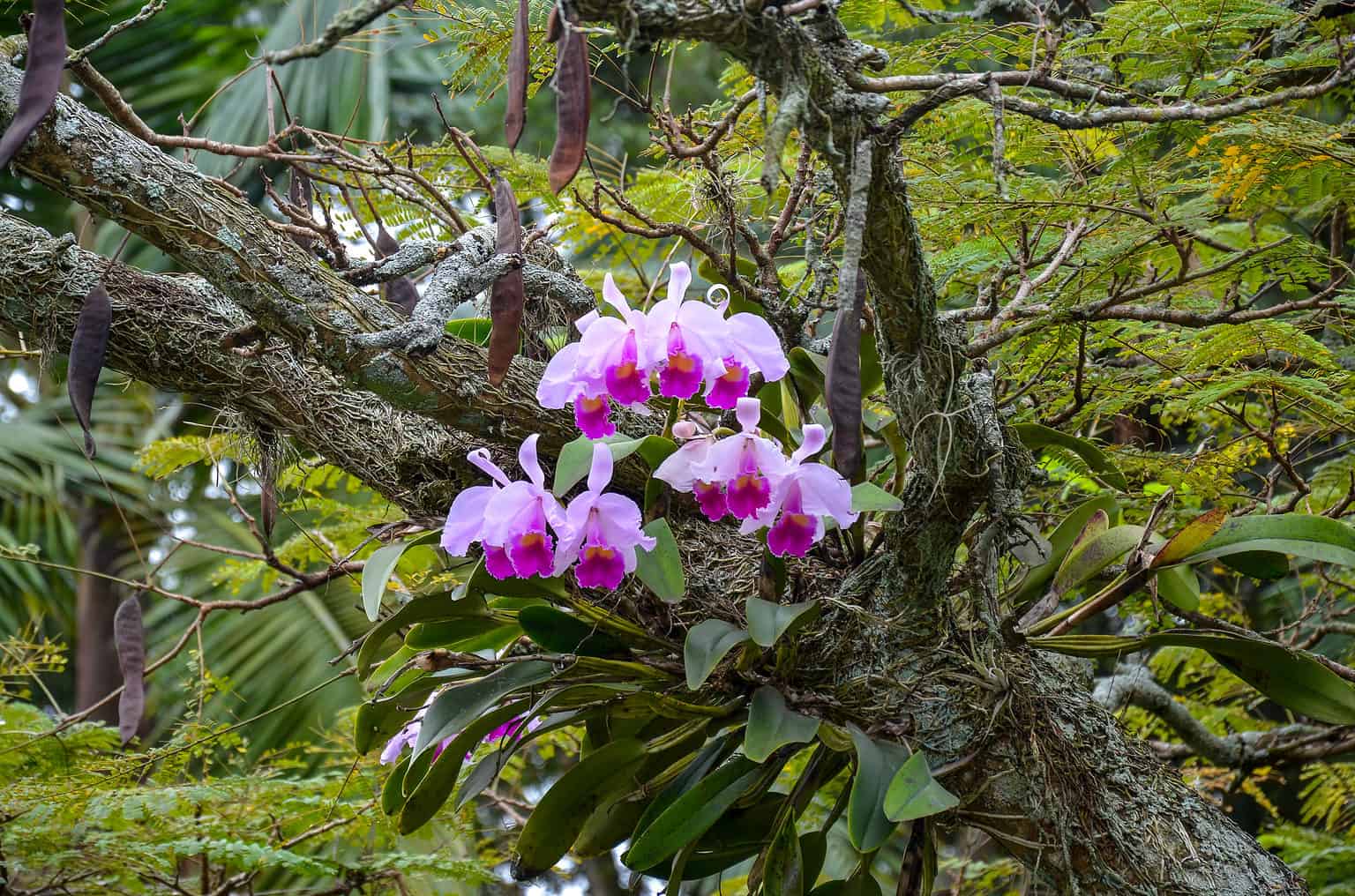 Cattleya Trianae Orchid: The National Flower of Colombia - A-Z Animals