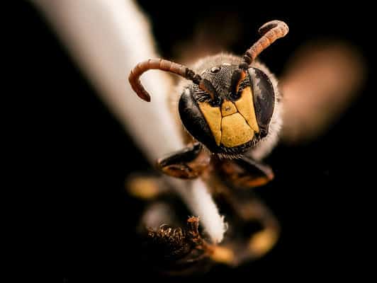 Yellow-faced Bee Animal Facts - Hylaeus - A-Z Animals