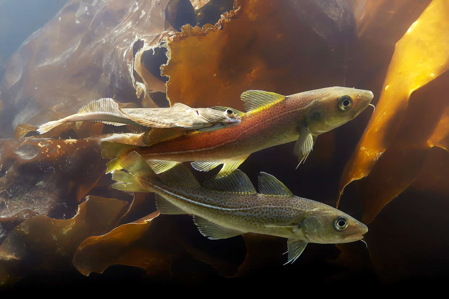 Atlantic Cod Fish Facts - Gadus morhua - A-Z Animals