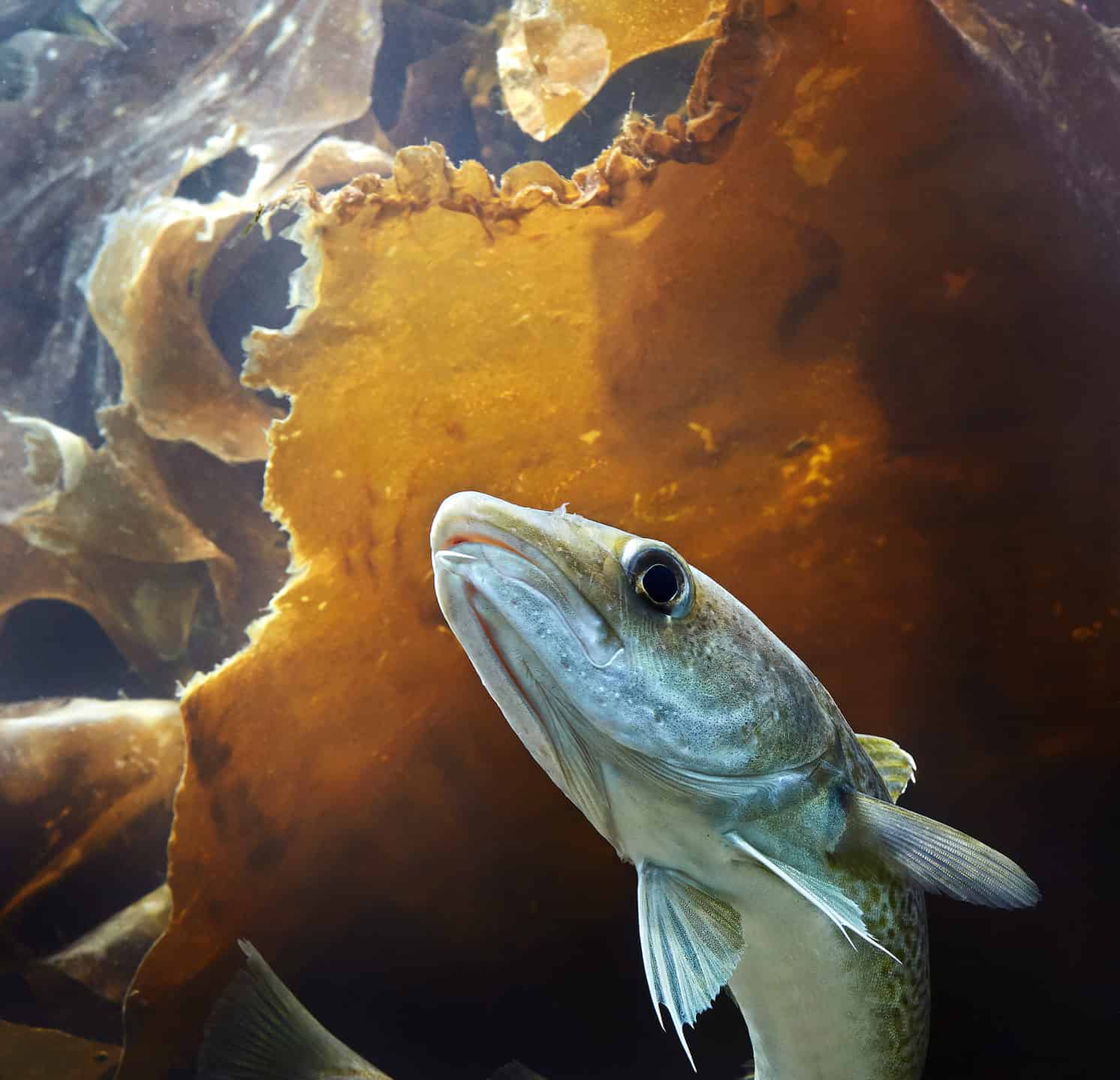 Atlantic Cod Animal Facts - Gadus morhua - A-Z Animals