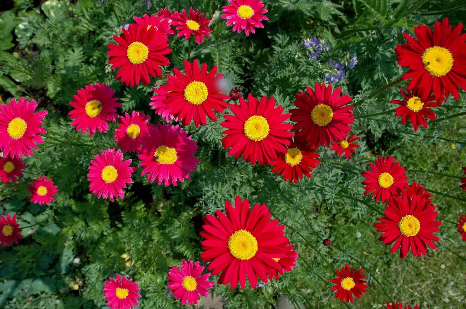10 Types of Daisy Flowers - A-Z Animals