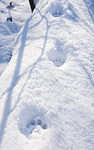 Bobcat Tracks: Identification Guide for Snow, Mud, and More - A-Z Animals