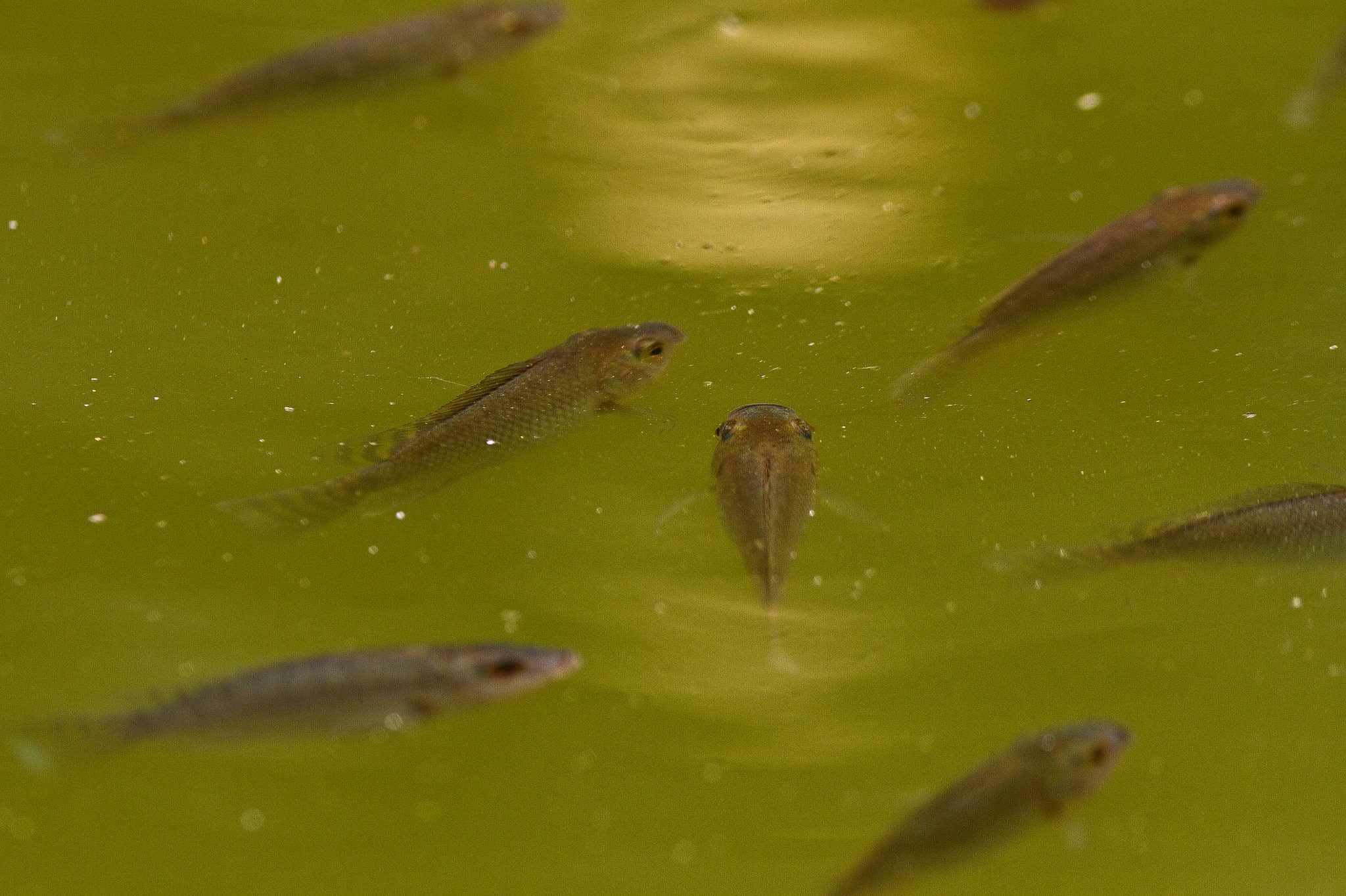 Nile Perch Fish Facts - Lates niloticus - A-Z Animals