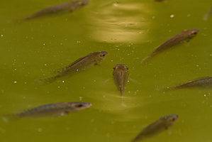 Nile Perch Animal Facts - Lates niloticus - A-Z Animals