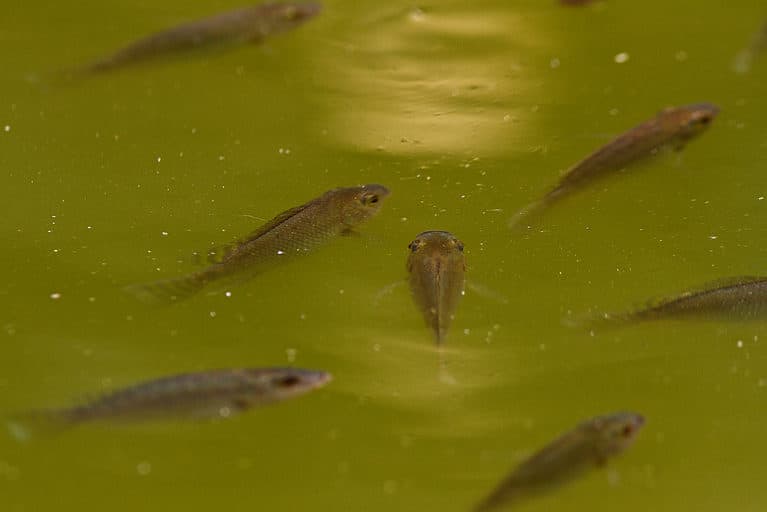 Nile Perch Fish Facts - Lates niloticus - A-Z Animals