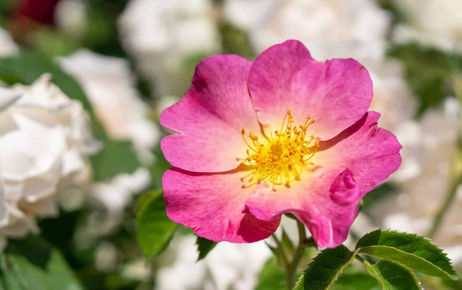 Six Cold-Hardy Roses Perfect For Vermont - A-Z Animals