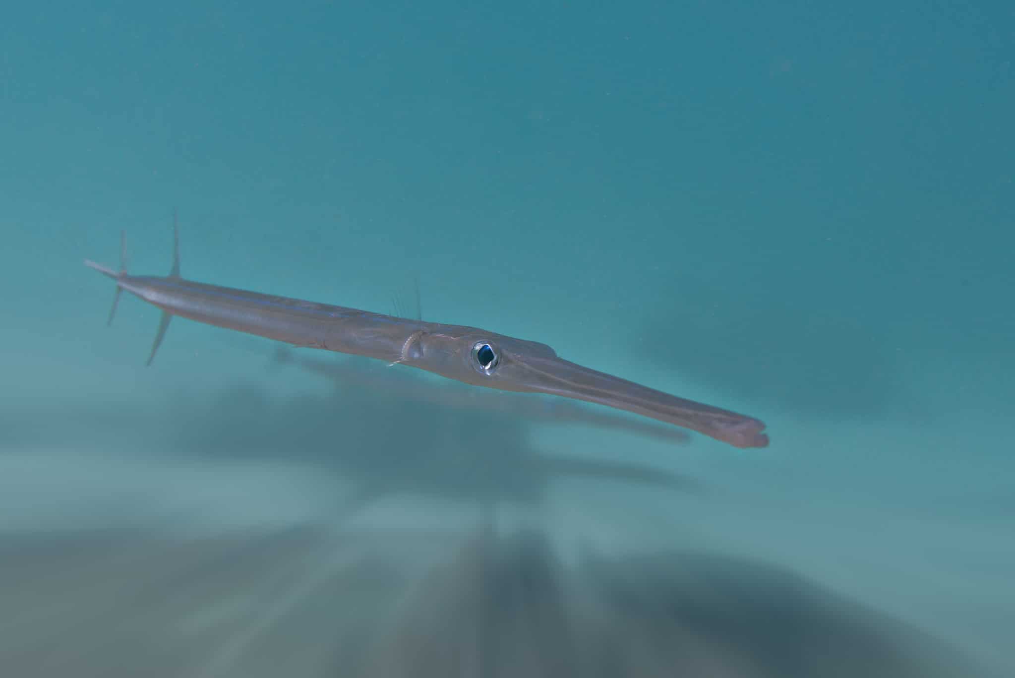 Discover 8 Spectacular Fish Found in Senegal - A-Z Animals