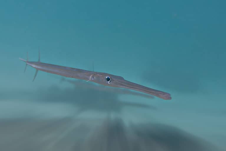 Explore 20 Fish That Start with C (Their Common Names) - A-Z Animals