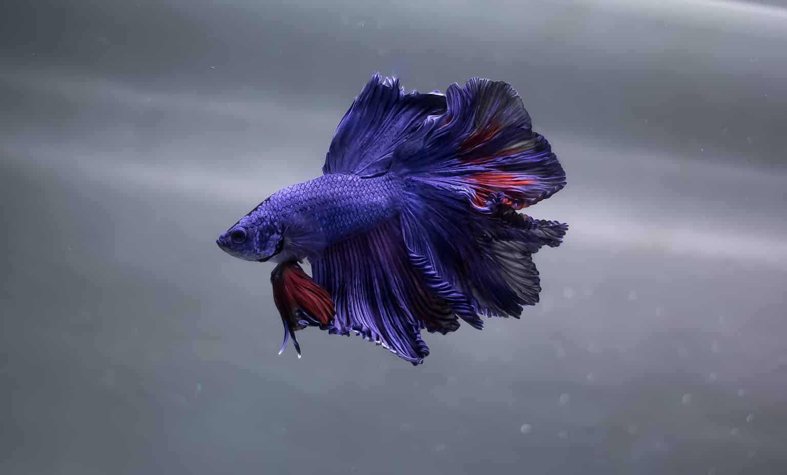 7 Freshwater Purple Fish To Liven Up Your Aquarium - A-Z Animals