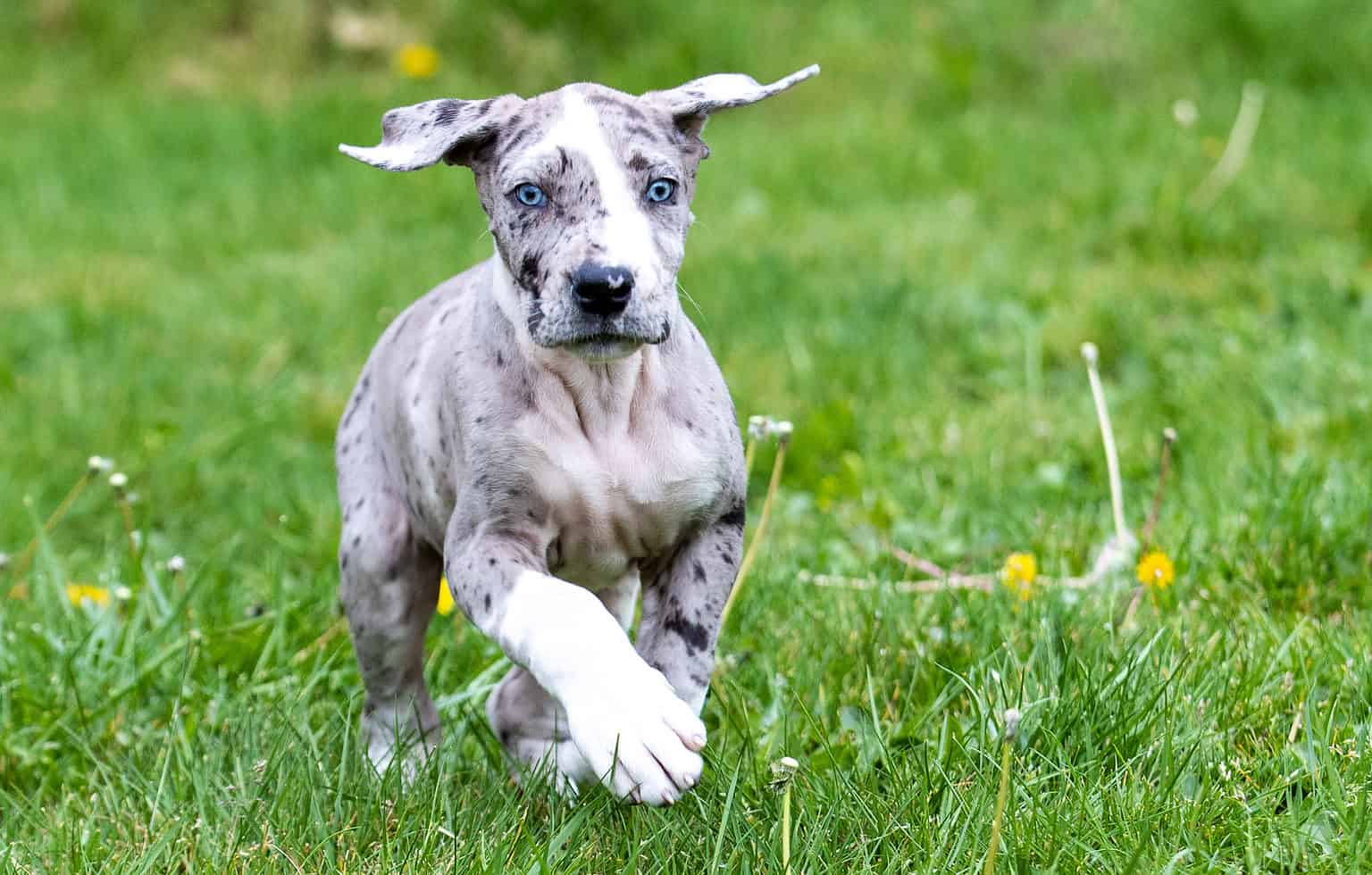 Great Dane Prices in 2024: Purchase Cost, Vet Bills, and More! - A-Z ...