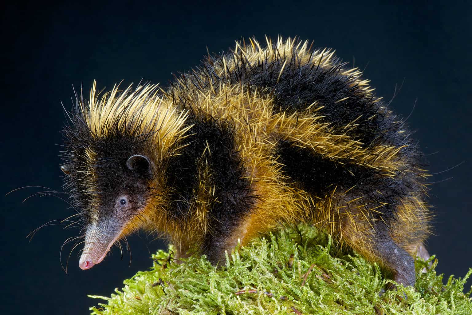 15 Obscure Animals Some People Have As Pets - A-Z Animals Slideshows