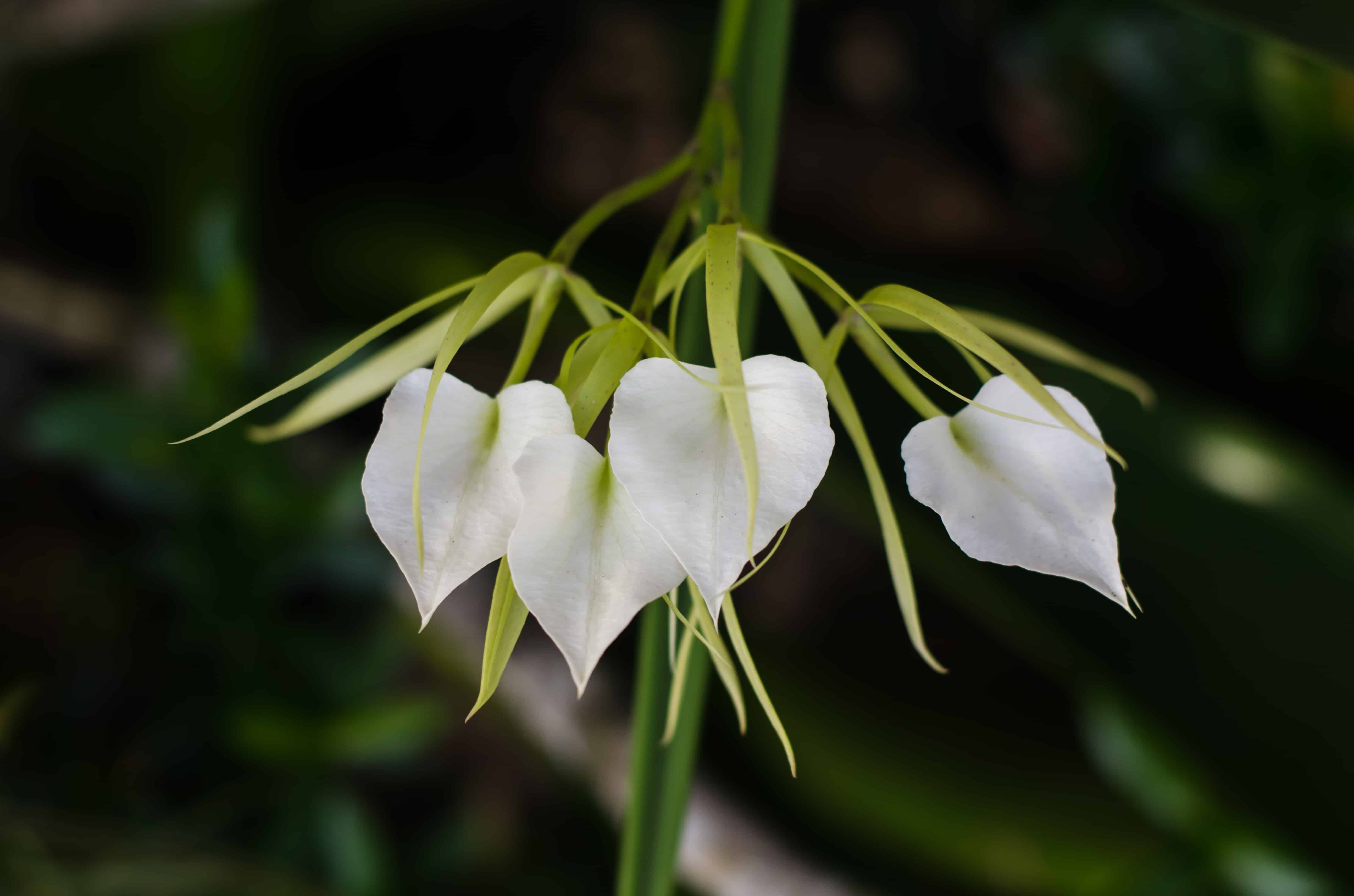 Types Of Orchids: 5 of the Most Popular Varieties - A-Z Animals