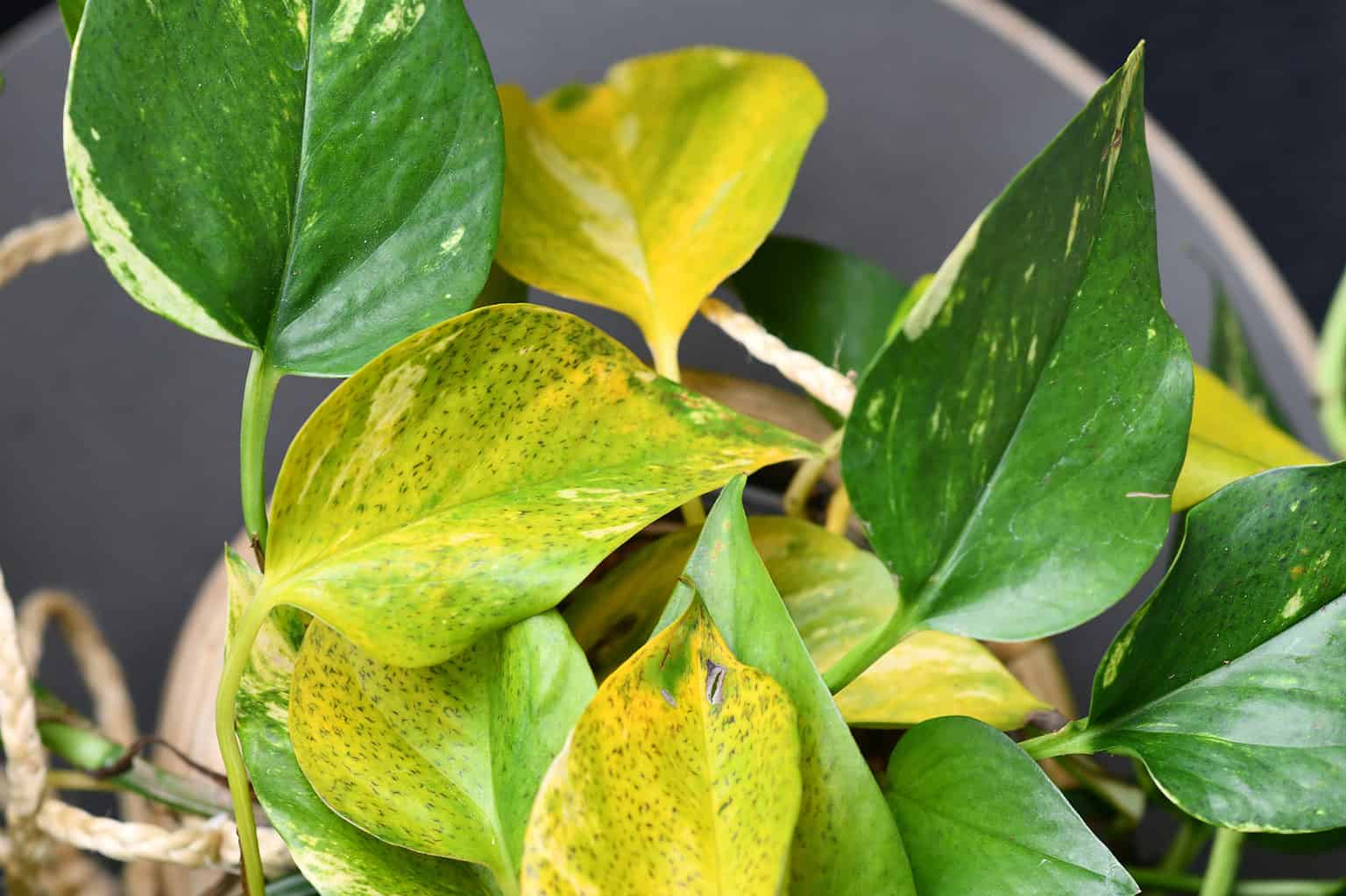 Golden Pothos so với Philodendron - Động vật AZ ⋆ Cá cảnh mini