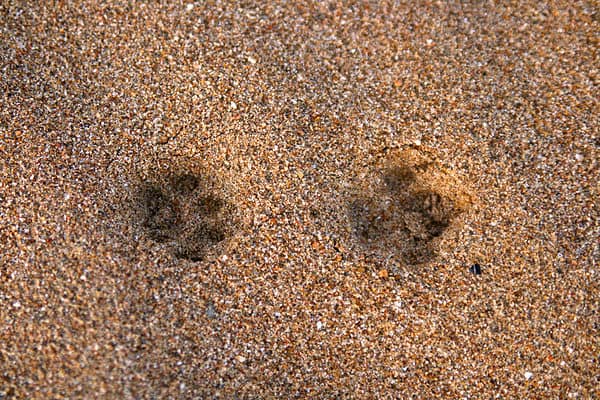 Backyard Animal Tracks Identification: A Complete Guide for 2024 - A-Z ...