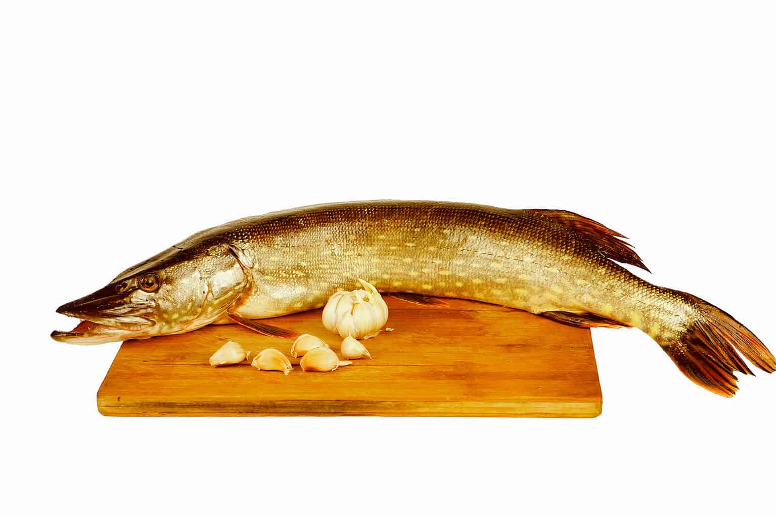 Pike Fish Facts - Esox spp. - A-Z Animals