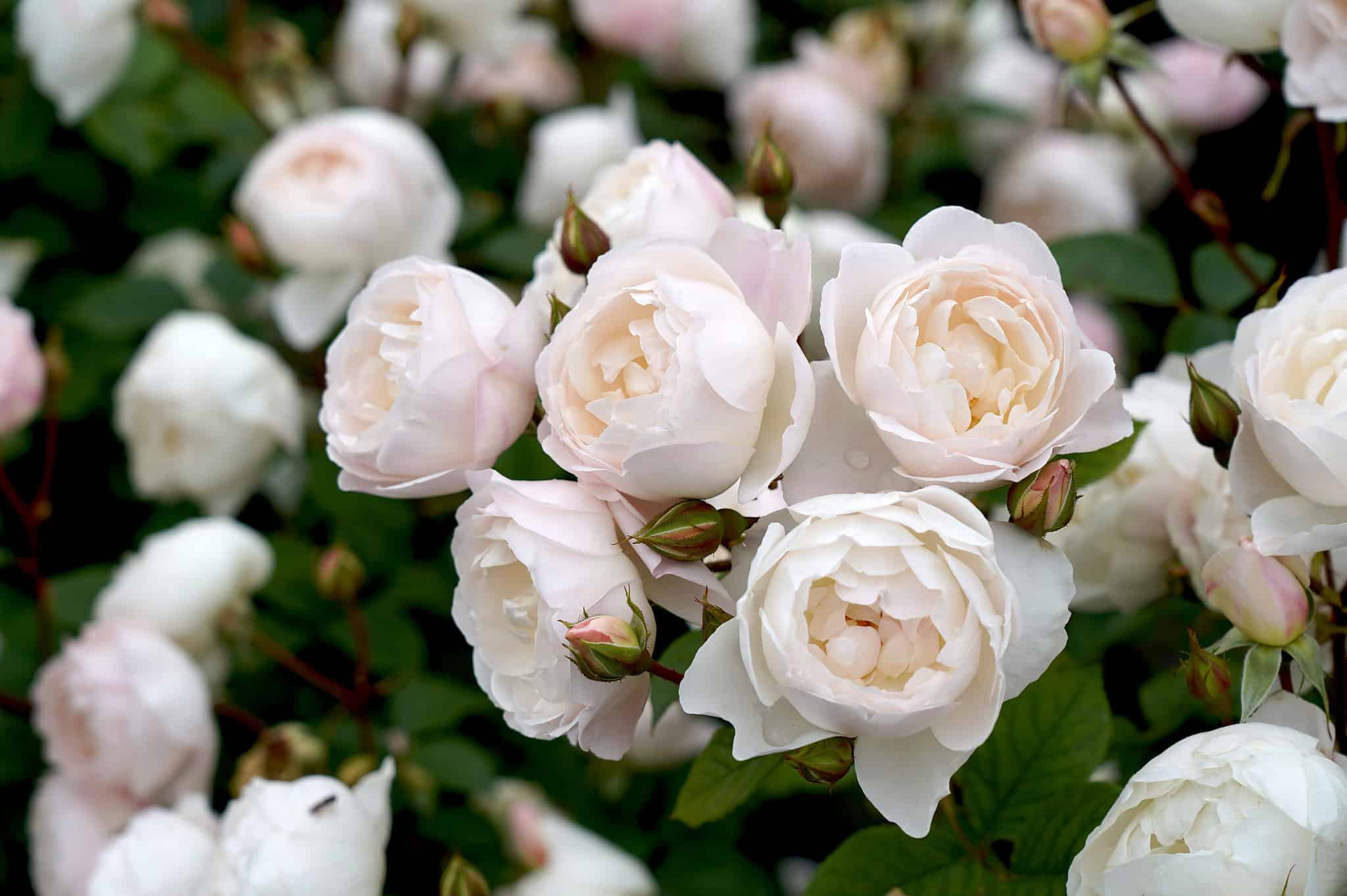 7 Roses You Need in Nevada - A-Z Animals