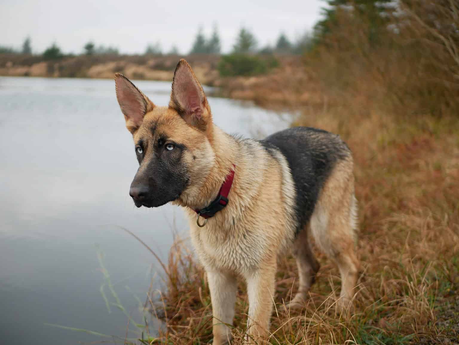 How Smart Are German Shepherds? Everything We Know About Their ...