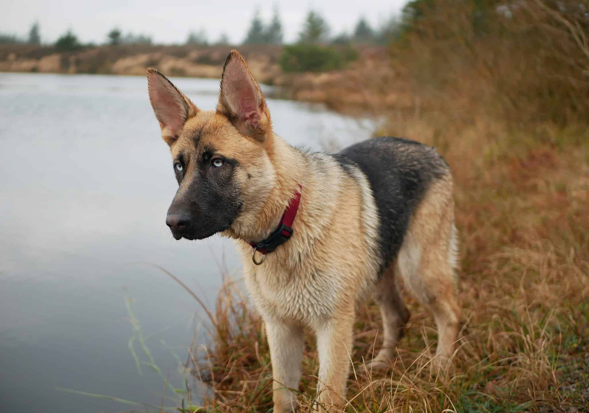 How Smart Are German Shepherds? Everything We Know About Their ...