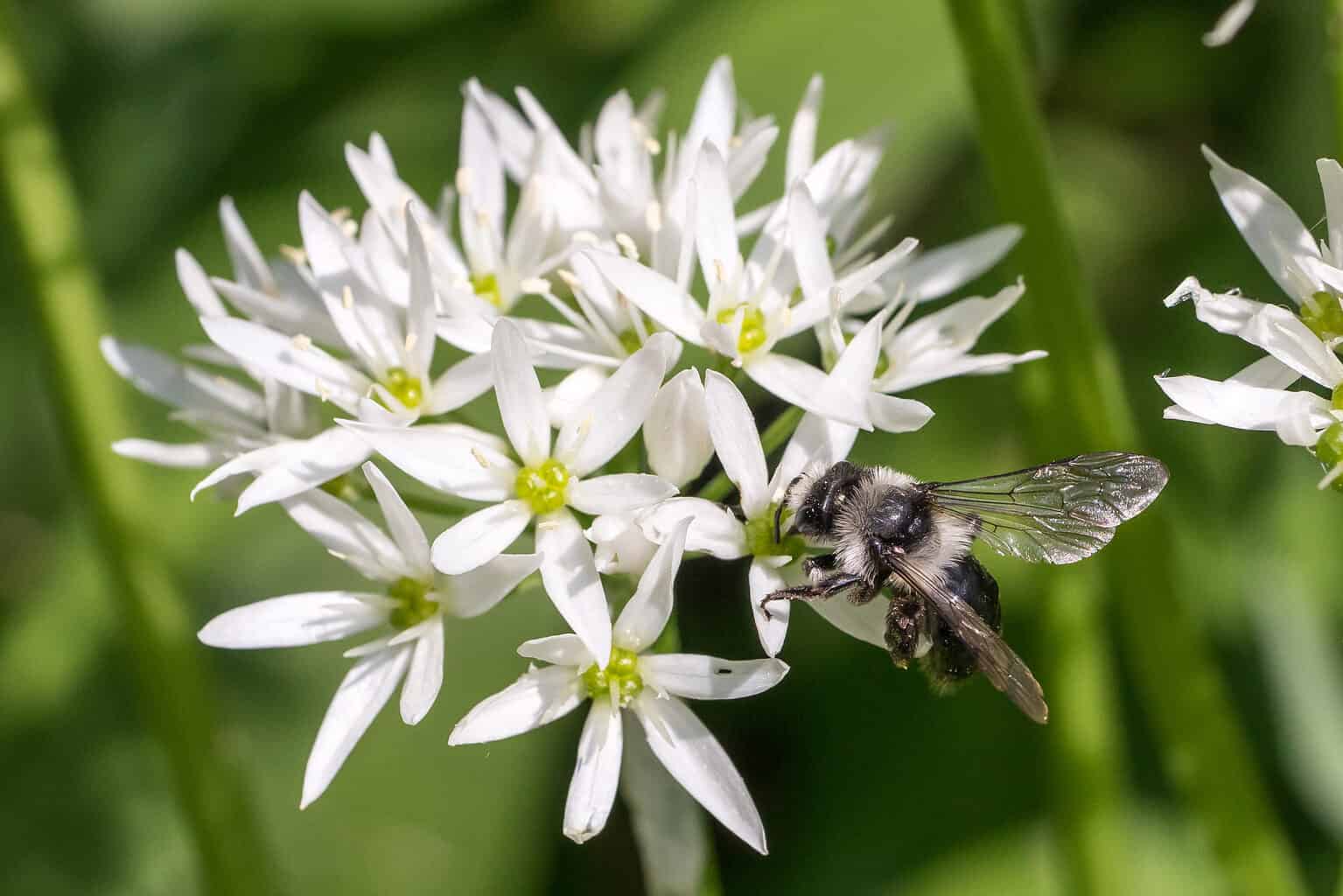 Check Out the Newly Discovered Bee Species Found in Texas and Oklahoma ...