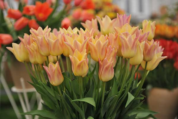 Tulip vs. Crocus: Different Signals of Spring