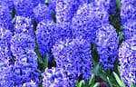 15 Gorgeous Flowers That Symbolize Forgiveness - A-Z Animals