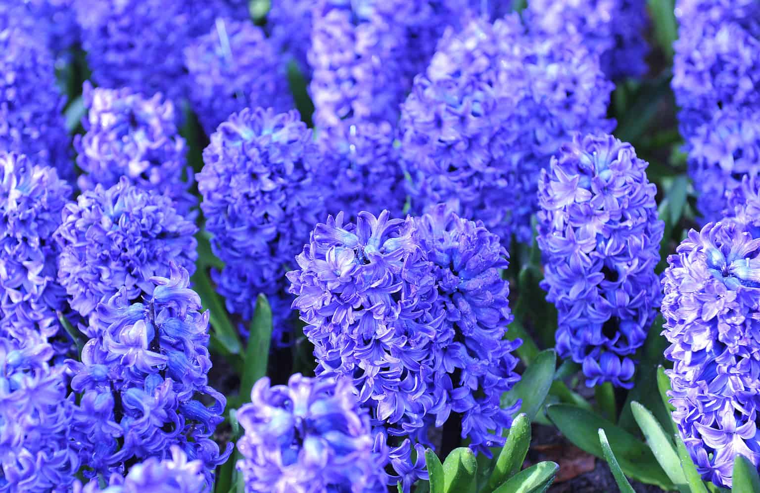 15 Gorgeous Flowers That Symbolize Forgiveness - A-Z Animals