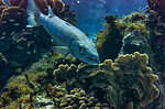 The Top 10 Fastest Sea Animals - A-Z Animals