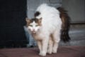 9 Animals That Love to Live in Attics (And How to Get Them to Move Out ...