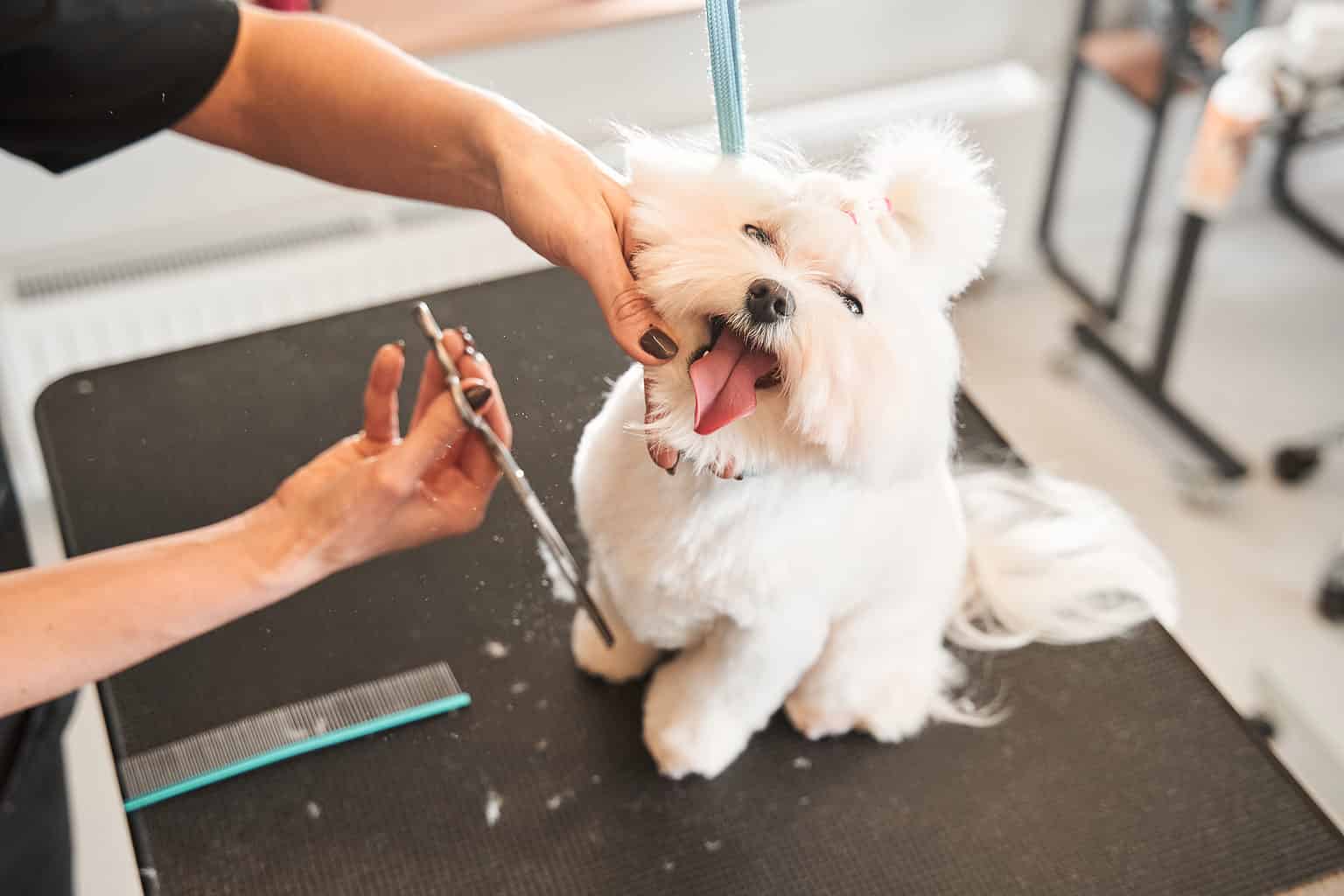 Dog Grooming Prices in 2024: How Much You Should Expect to Pay - A-Z ...