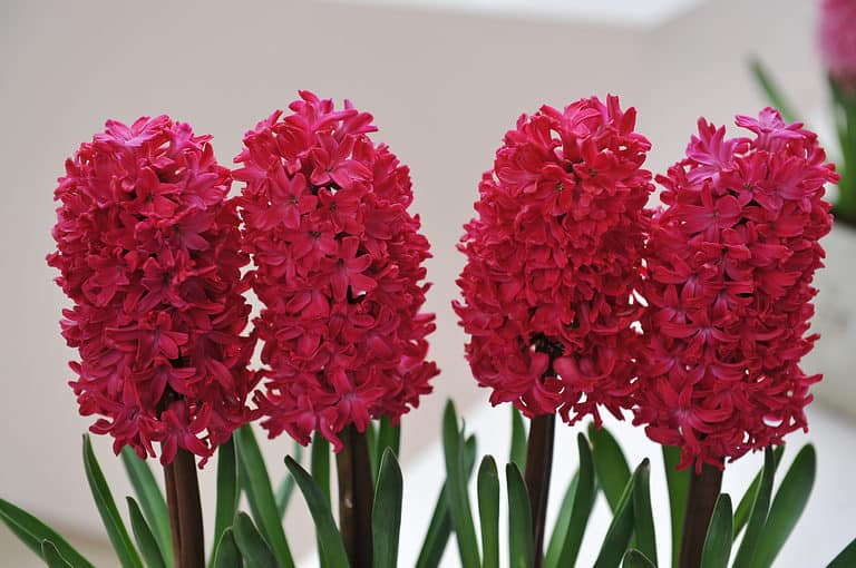 When To Plant Hyacinth Bulbs