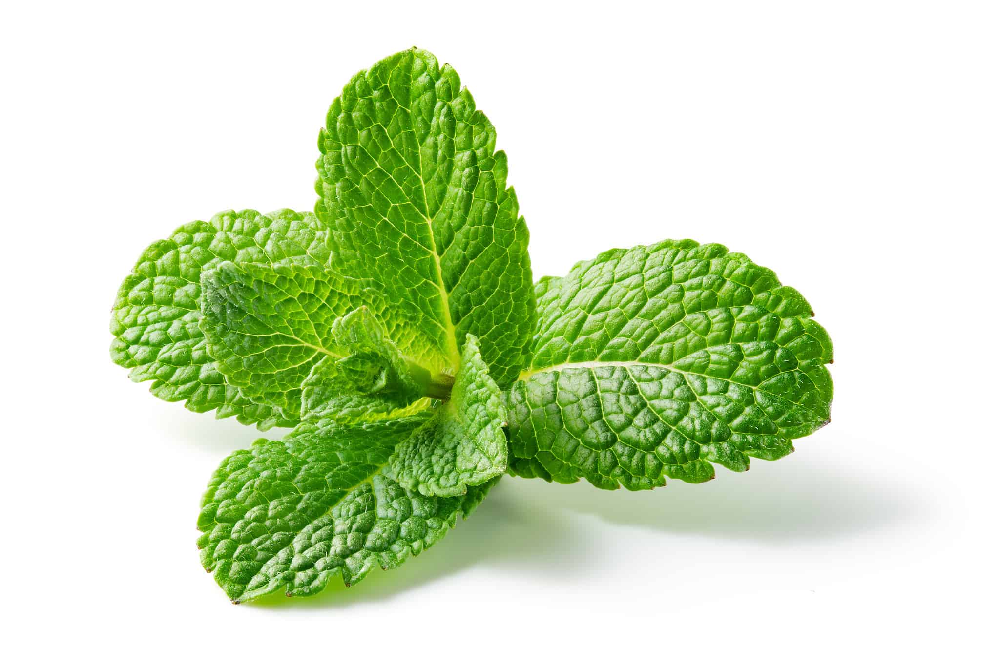 12 Types of Mint - AZ Animals