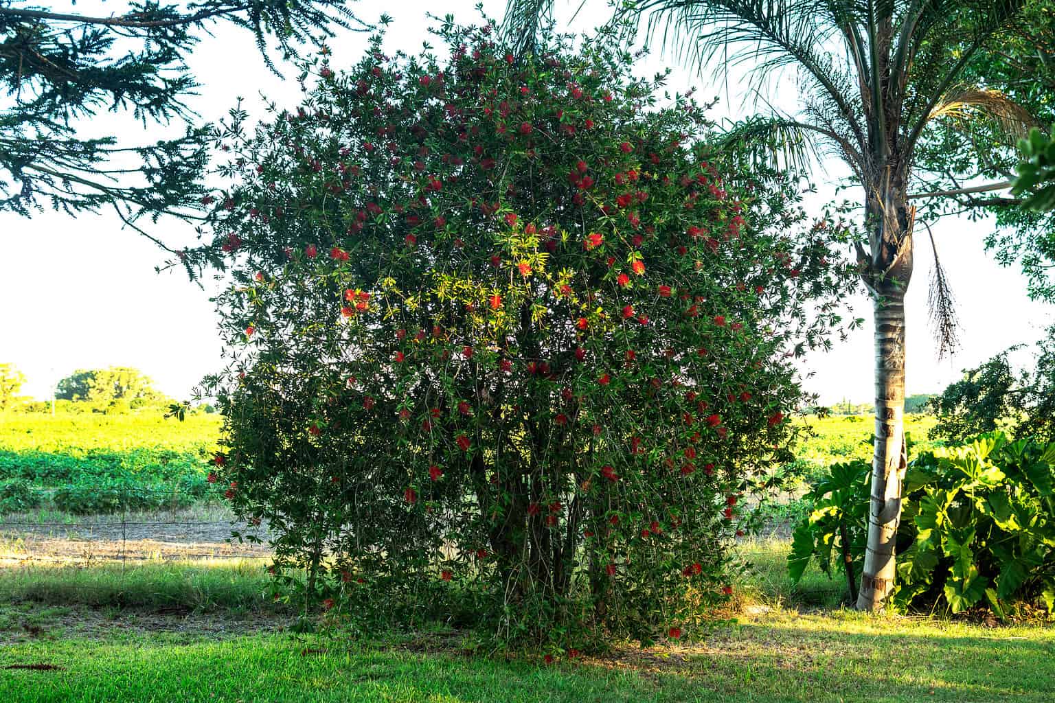 21 Gorgeous Flowering Trees That Thrive in Hawaii - A-Z Animals