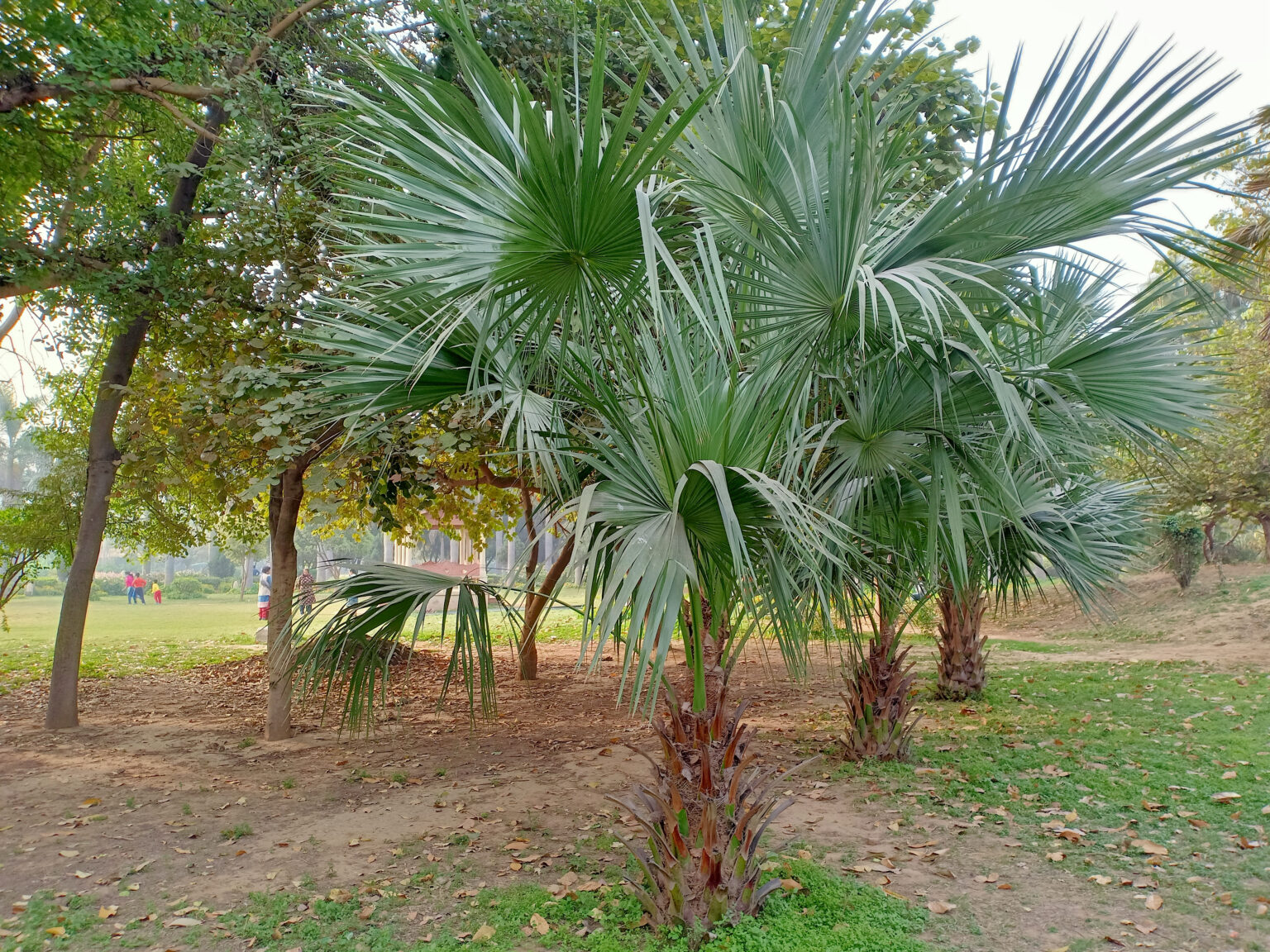20 Palm Plants That Grow Outdoors