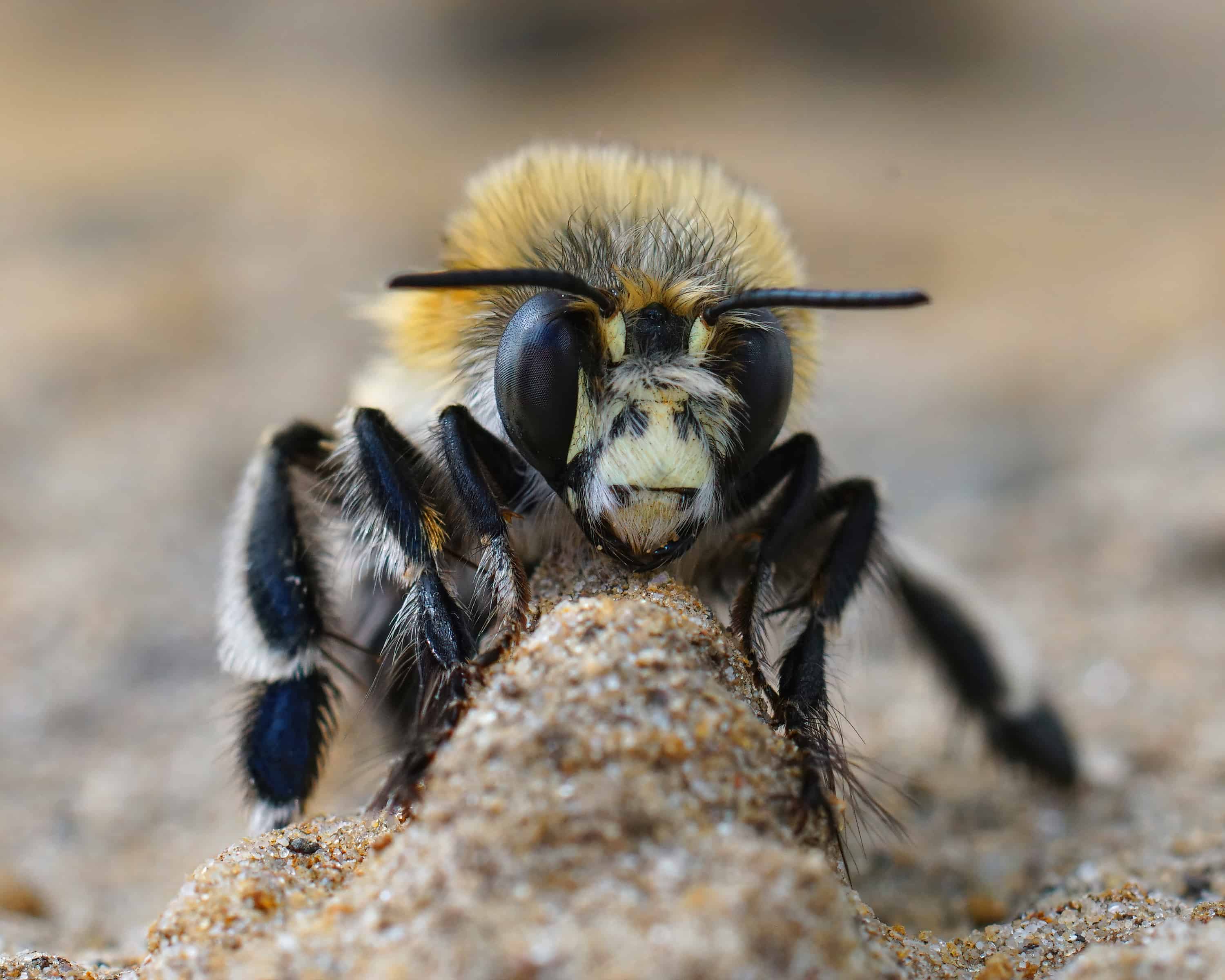 Hairy-footed Flower Bee Animal Facts - Anthophora plumipes - A-Z Animals