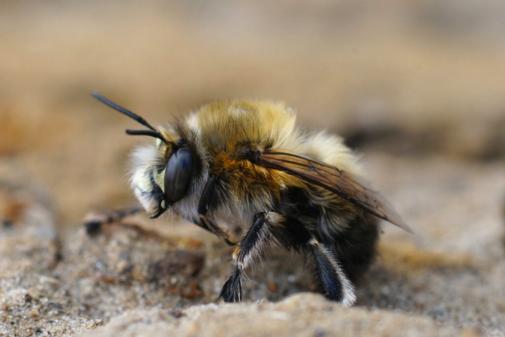 Hairy-footed Flower Bee Animal Pictures | A-Z Animals