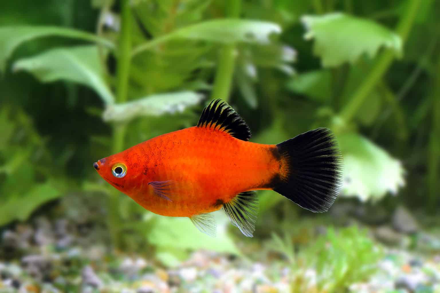 Transform Your Tank with These 10 Beautiful Red Freshwater Fish - A-Z ...