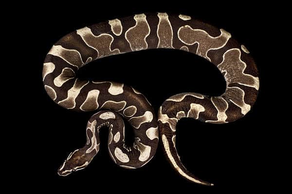 Ball Python Quiz: Test What You Know! - A-Z Animals